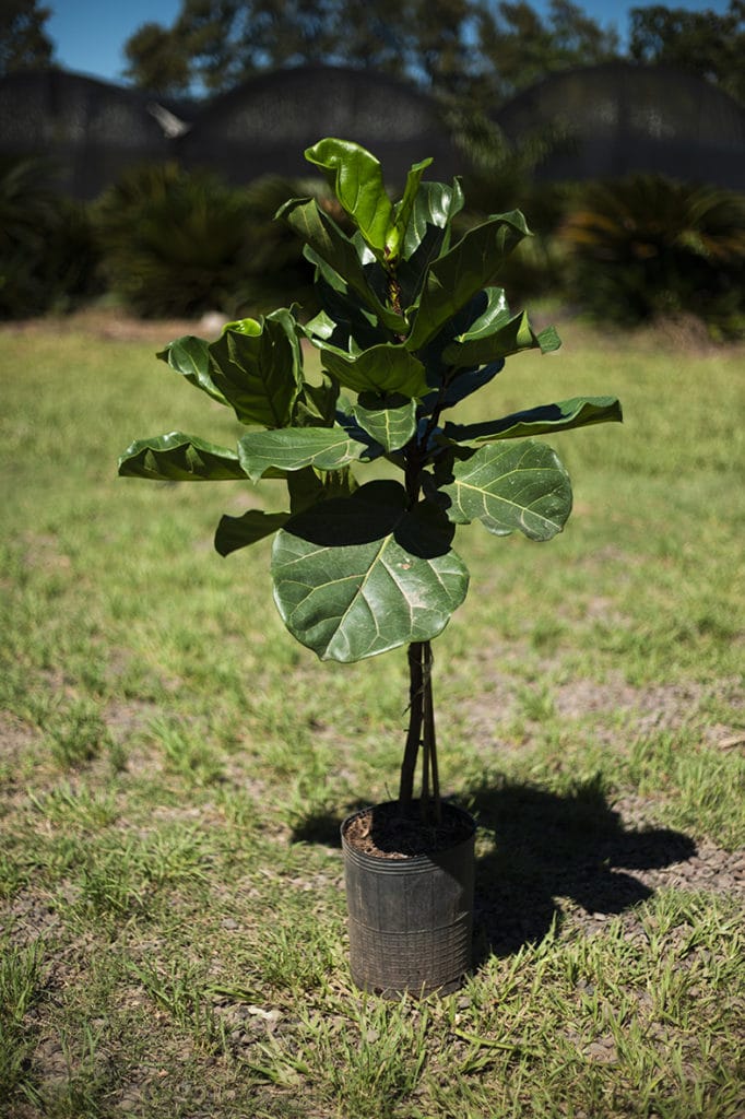 Pandurata - Casa de Plantas